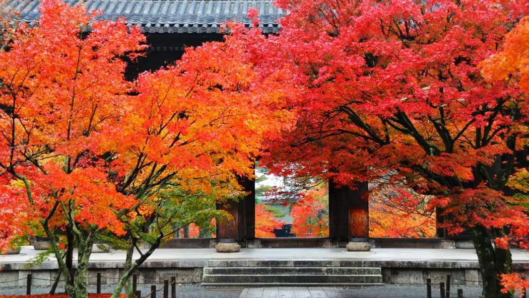 Kyoto Fall Foliage Day Tour: Nanzenji Temple, Nishiki Market, Gion ...