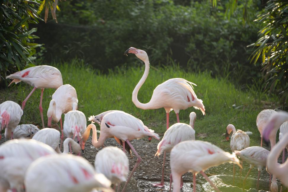 Tainan Wanpi World Safari Zoo Ticket | Taiwan - KKday