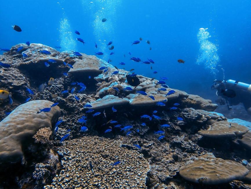 Taiwan Green Island Bay Dive Center｜4 days and 3 nights PADI Beginner ...