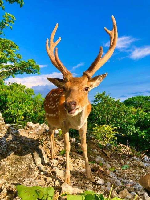 Shoushan Zoo: Admission Ticket | Kaohsiung, Taiwan - KKday