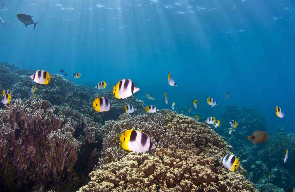 [Limited Discount] Fish Eye Marine Park Snorkeling Tour & Dolphin ...