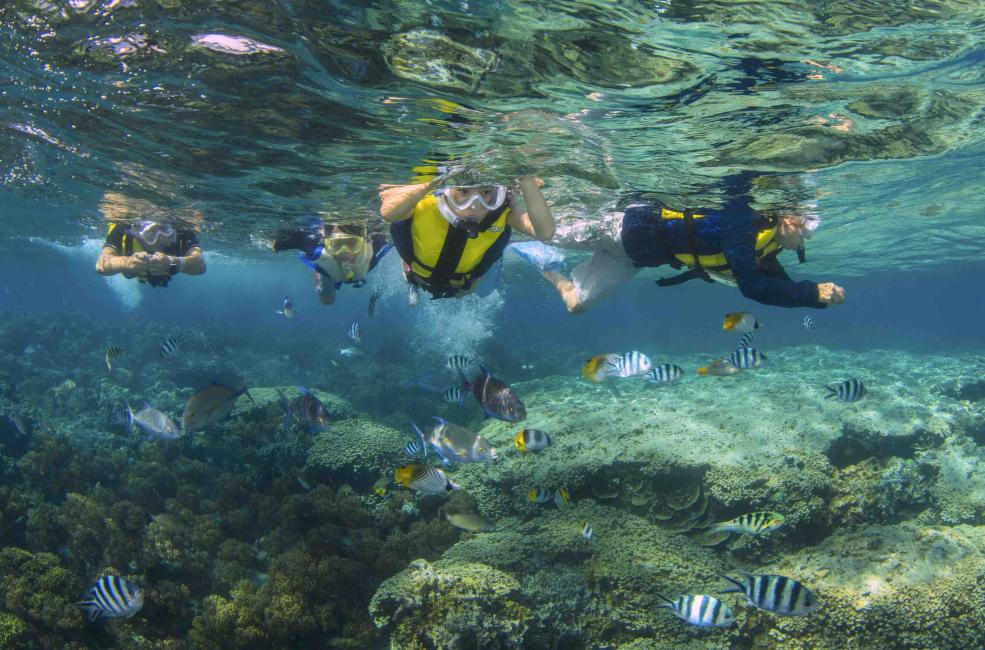 [Limited Discount] Fish Eye Marine Park Snorkeling Tour & Dolphin ...