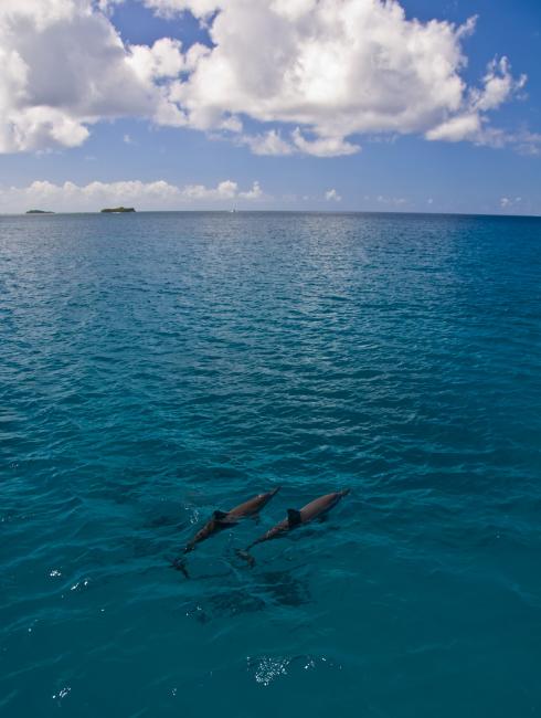 Guam Fish Eye Marine Park Dolphin Watching Half-Day Tour - KKday