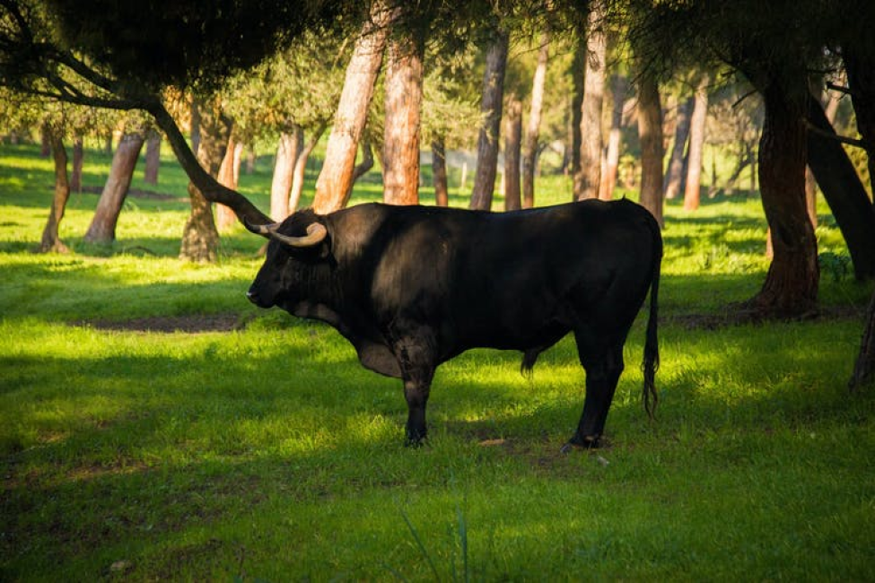 Bull-breeding farm guided half-day tour from Seville - KKday