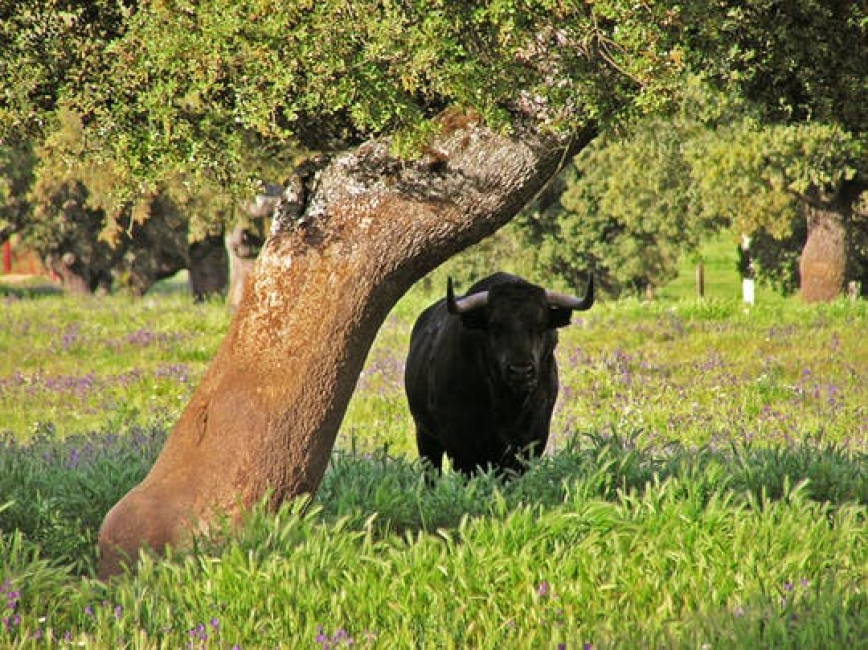 Bull-breeding farm guided half-day tour from Seville - KKday