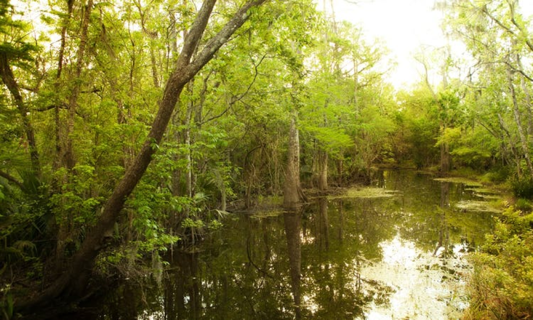 Guided swamp and bayou boat tour - KKday