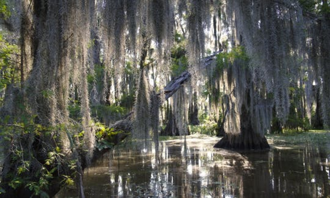 Guided swamp and bayou boat tour - KKday