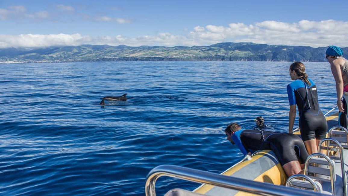 Azores swim with the dolphins & snorkel tour - KKday