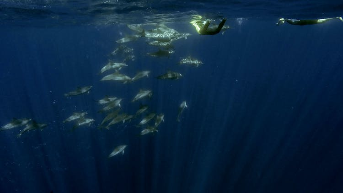Azores swim with the dolphins & snorkel tour - KKday
