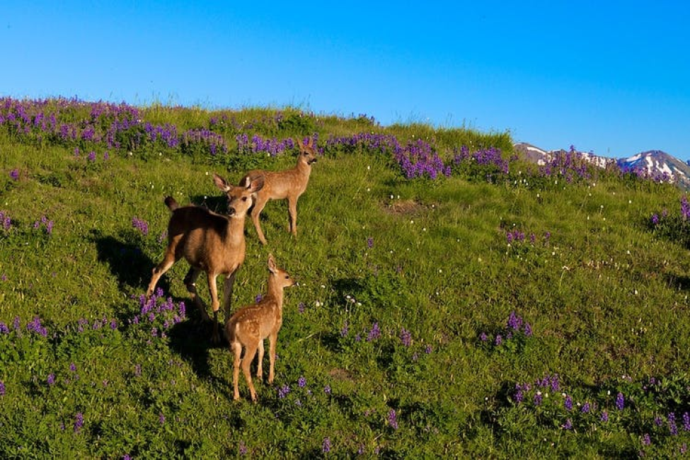 olympic-national-park-day-tour-kkday