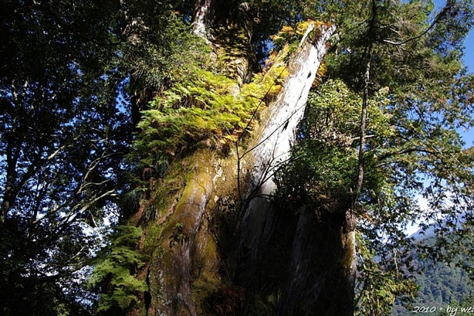 Chiayi, Taiwan | Alishan Tefuye Ancient Road & Deer Forest Sacred Tree ...