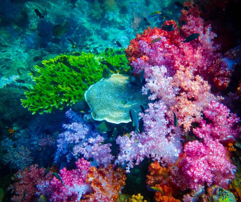 Koh Lipe Half Day tour: Jabang, Koh Hin-ngam, Koh Rawi, Koh Yang & Koh ...