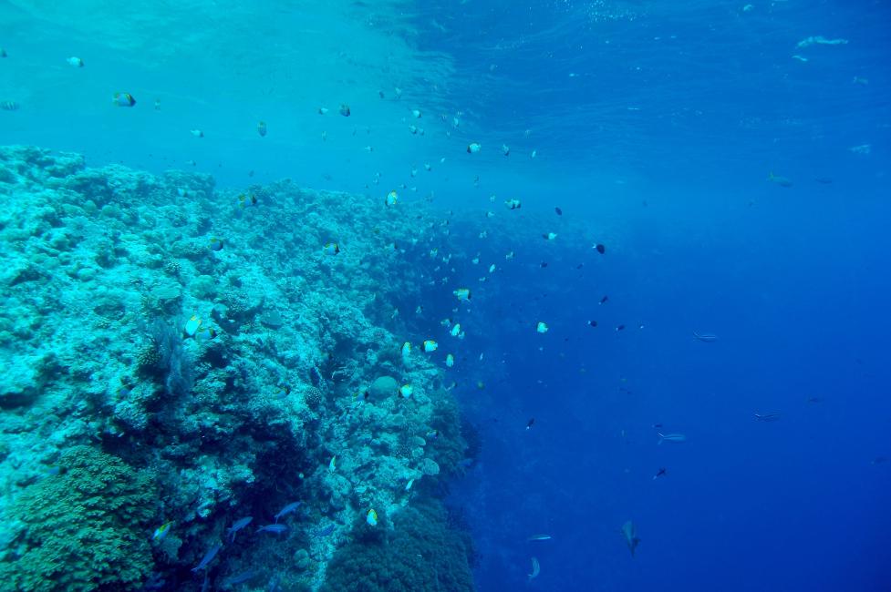 Palau | Canoe & Jellyfish Lake & Rock Islands Snorkeling & German ...