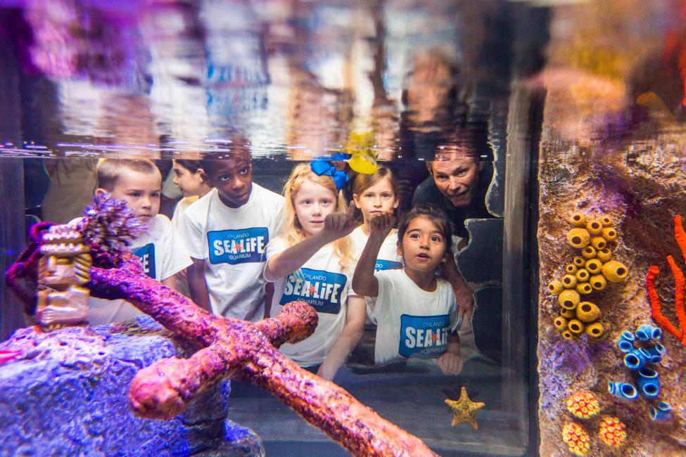 Sea Life Orlando Aquarium Ticket | Florida - KKday