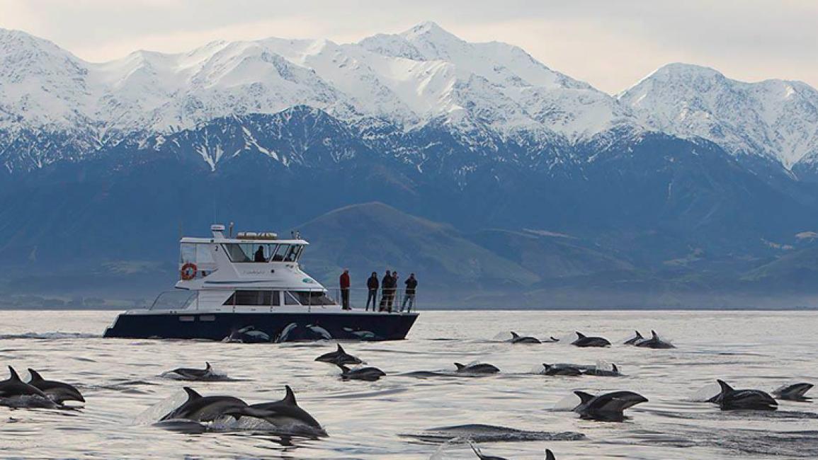 Kaikoura Whale Watching Cruise | New Zealand - KKday