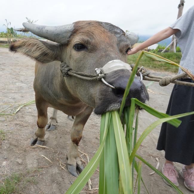 Taiwan Guanba | Cow Herding Class Ecology + Thai Shrimp Fishing ...