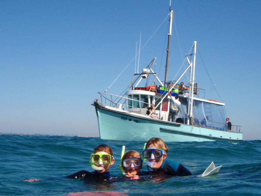 [Eco Tour] Seal and Dolphin Swim Tour from Queenscliff | Victoria - KKday