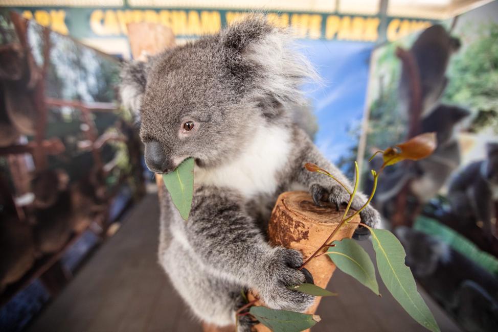 Pinnacles Day Tour from Perth: 4WD Adventure, Sand Boarding & Koalas ...