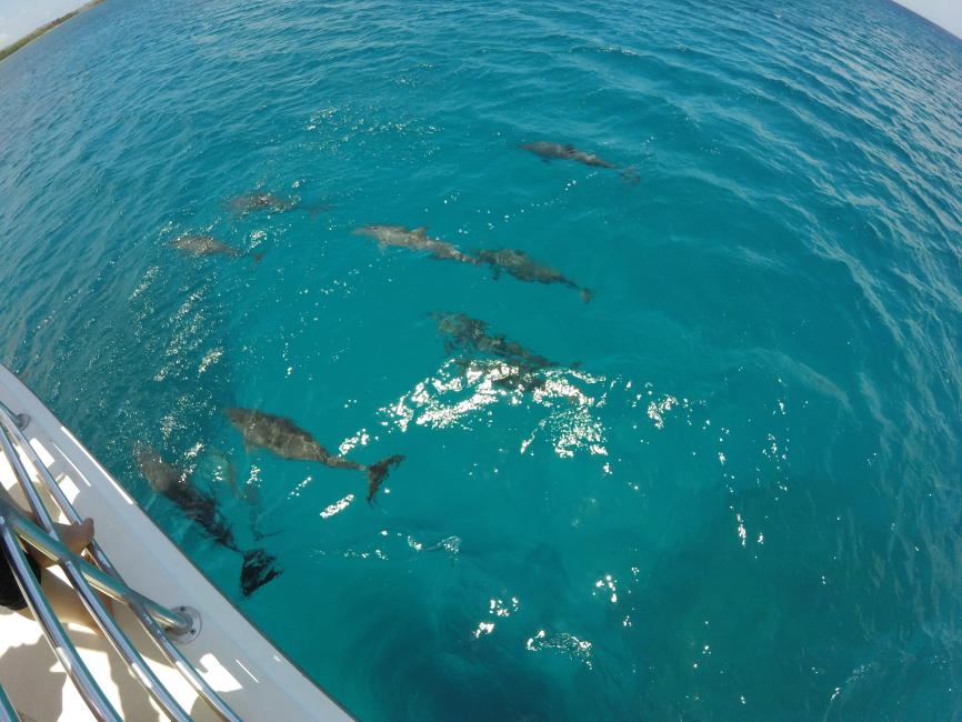 Fish Eye Marine Park Guam: Snorkeling Experience & Dolphin Watching ...