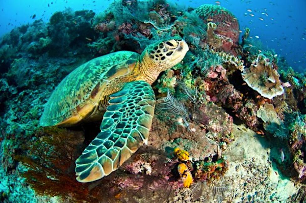 Scuba Diving at Sipadan | Sabah - KKday