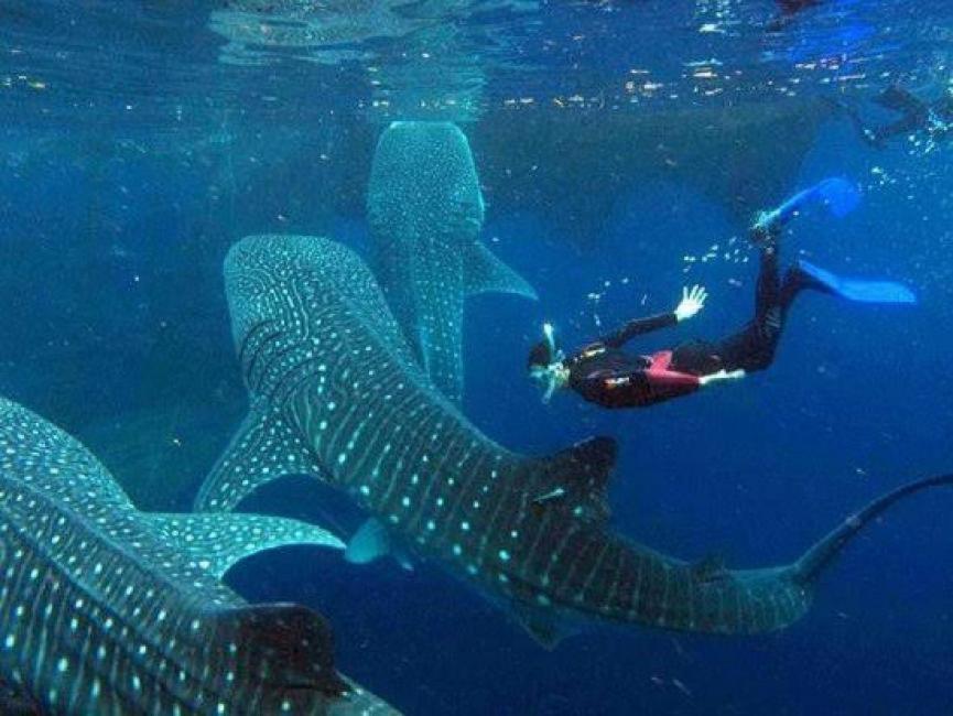 Bohol Whaleshark Experience With Countryside Tour and Lunch ...