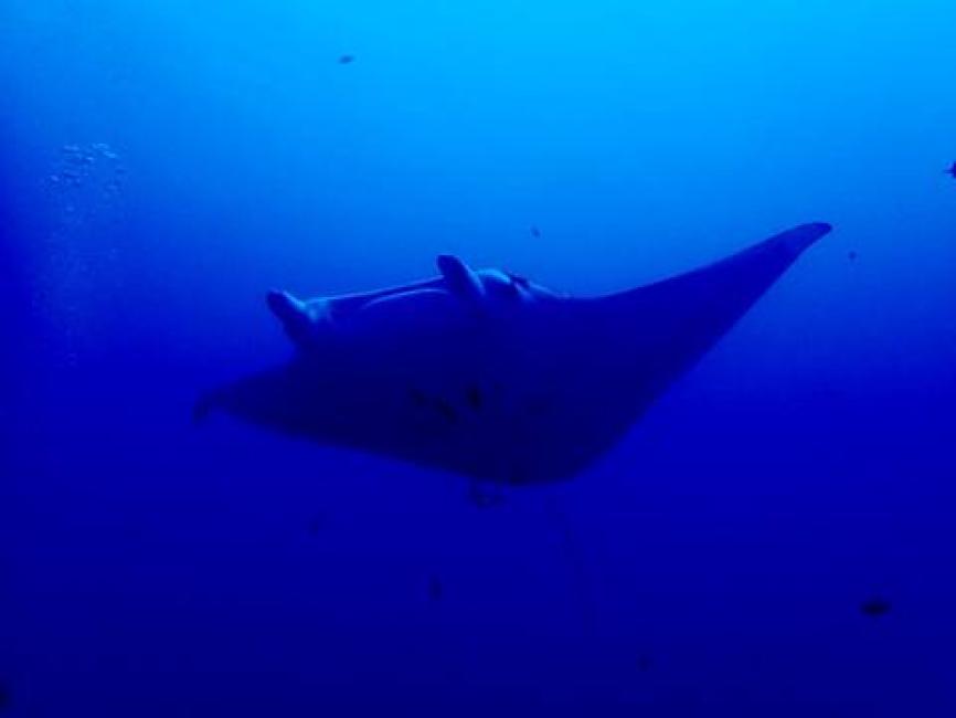 Coral & Manta Half Day Boat Snorkeling - KKday