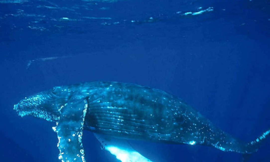 Whale Watching Adventure Rafting in Mooloolaba | Queensland - KKday