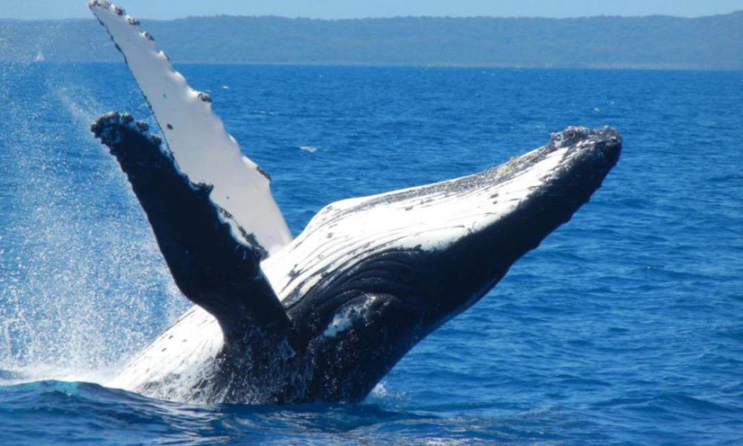 Whale Watching Adventure in Mooloolaba | Queensland - KKday