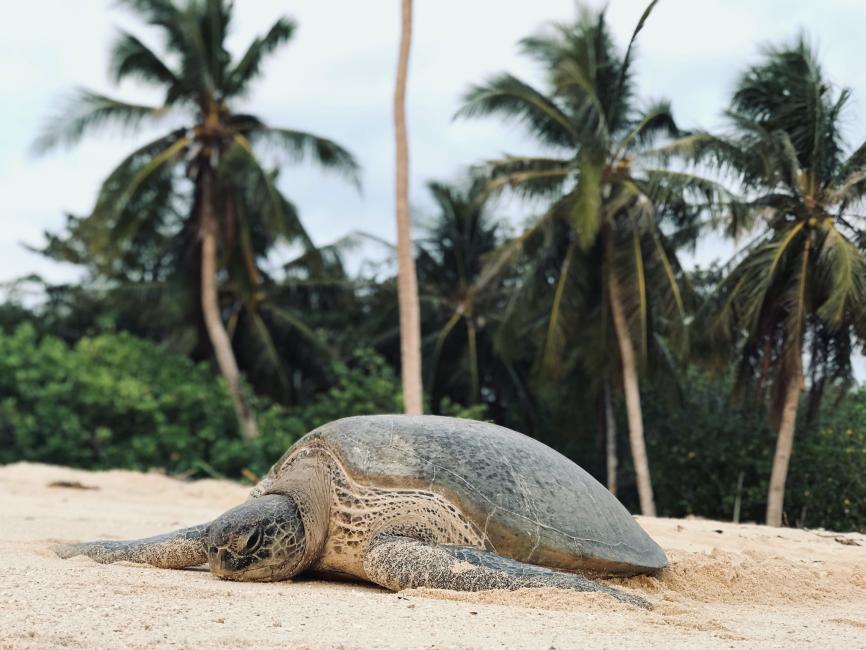 2D1N Sandakan Stars Tour: Snorkeling, Turtles Egg Laying, Orang Utan ...