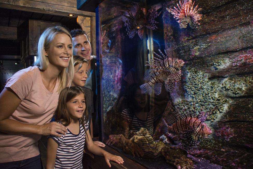 SEA LIFE Sunshine Coast Aquarium Admission Ticket | Queensland - KKday