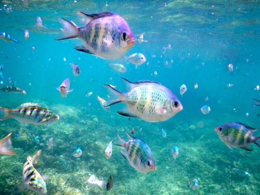 Mengalum Island Snorkeling Tour | Sabah, Malaysia - KKday