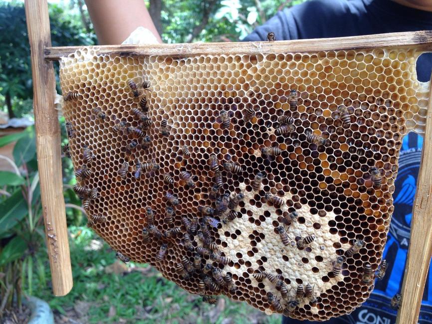Kudat Day Trip: Tip of Borneo, Gombizau Honey Bee Farm & Bavanggazo ...