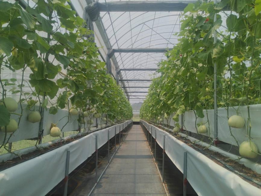Miaoli｜Nongyou Supermarket｜Jixuan Farm. picking strawberries - KKday