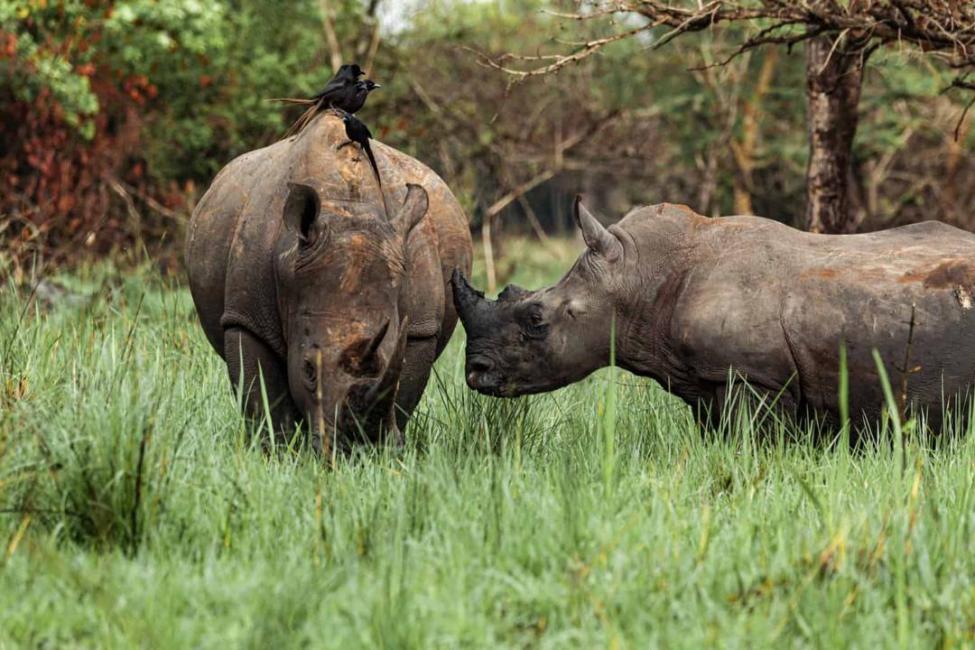 【Uganda】Rhino Tracking｜Ziwa Rhino Sanctuary｜One Day Tour - KKday