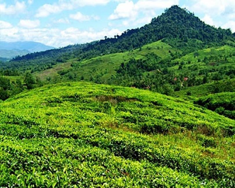 ทัวร์ร่วม: ทัวร์ไร่ Sabah Teh และนวดปลาหนึ่งวัน | มาเลเซีย - KKday