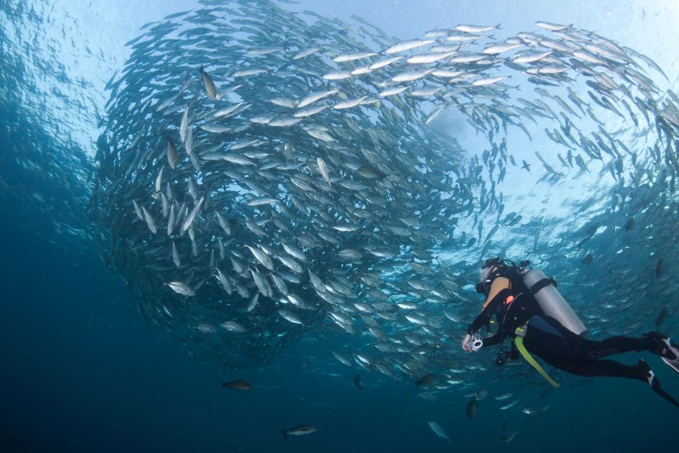 Scuba Diving Experience for Certified Diver at Nusa Lembongan and Nusa ...