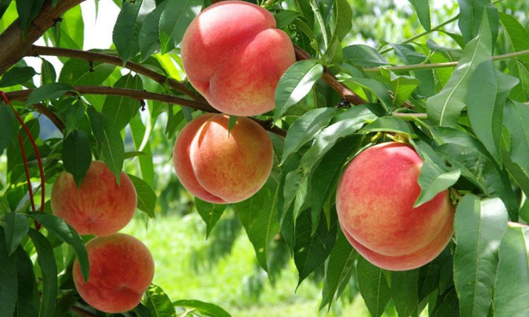 Mt. Fuji Panoramic Ropeway & Seasonal Fruit Picking Day Tour | Japan ...