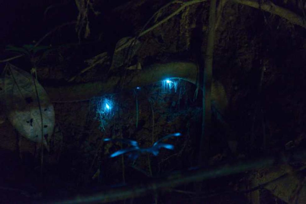 [Australian Romantic Starry Sky and Wild Cassowary Encounter Tour ...