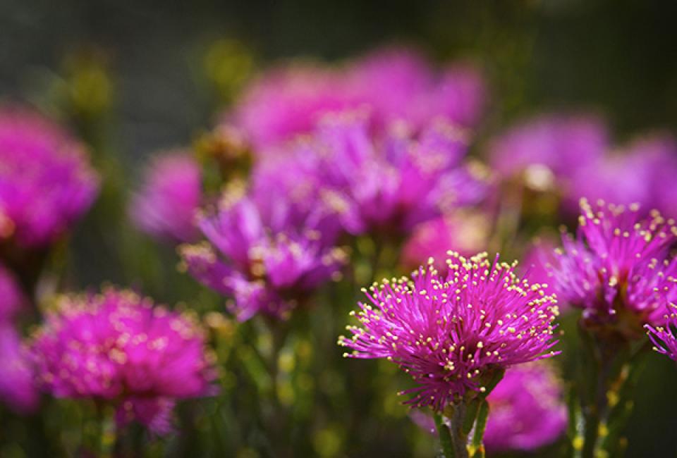 Perth Wildflowers Tour | Western Australia - KKday