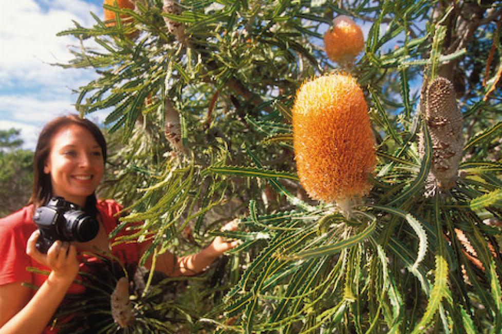 Perth Wildflowers Tour | Western Australia - KKday