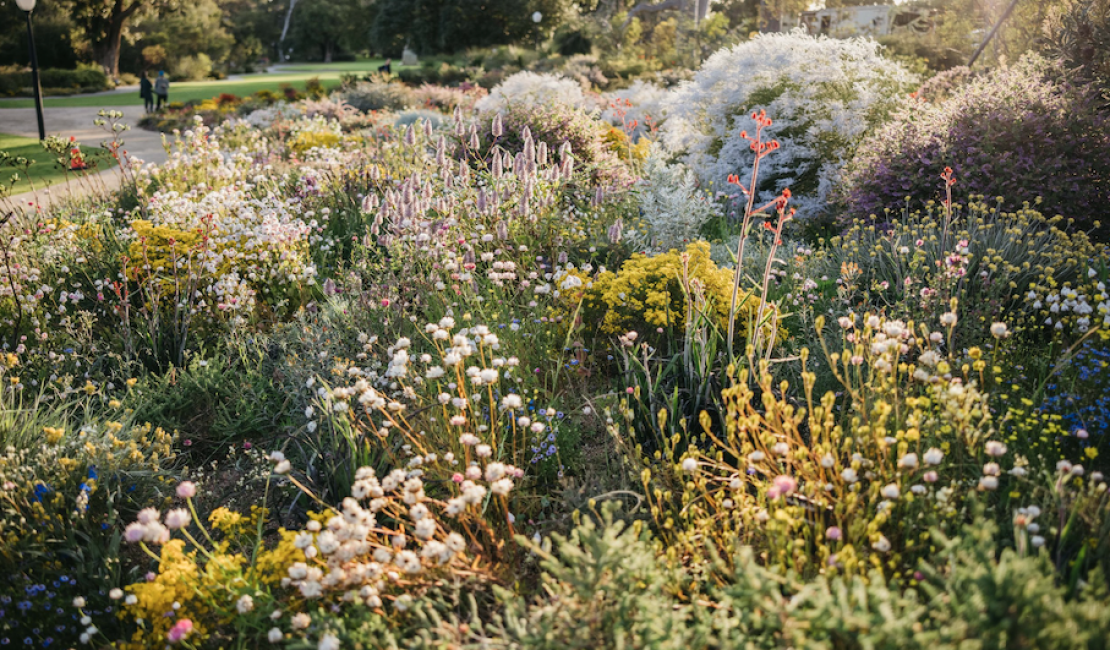 Perth Wildflowers Tour | Western Australia - KKday