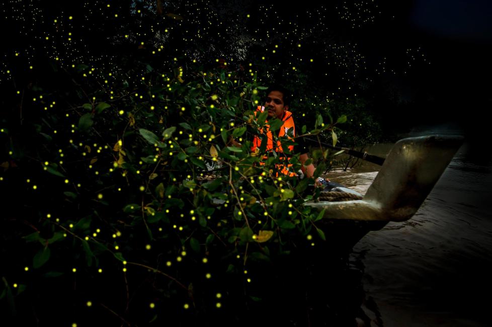 Shared Tour: Firefly & Kuala Selangor with Seafood Dinner Day Tour ...