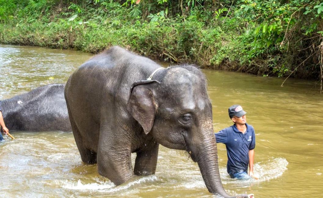 Shared Tour: Elephant Sanctuary & Aborigine Settlement Day Tour from ...
