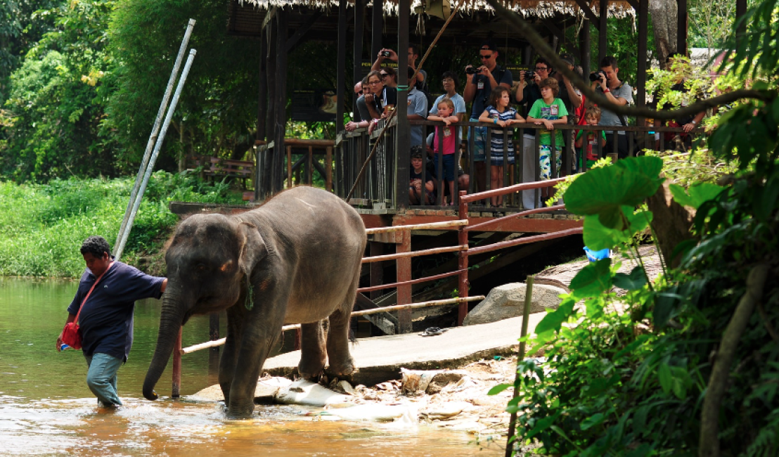 Shared Tour: Elephant Sanctuary & Aborigine Settlement Day Tour from ...