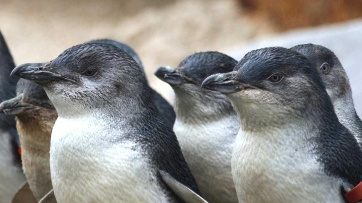 Phillip Island Penguins, Koalas & Wildlife Day Tour | Melbourne - KKday