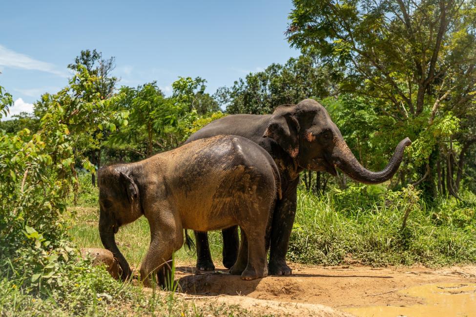 Samui Elephant Kingdom Experience - KKday