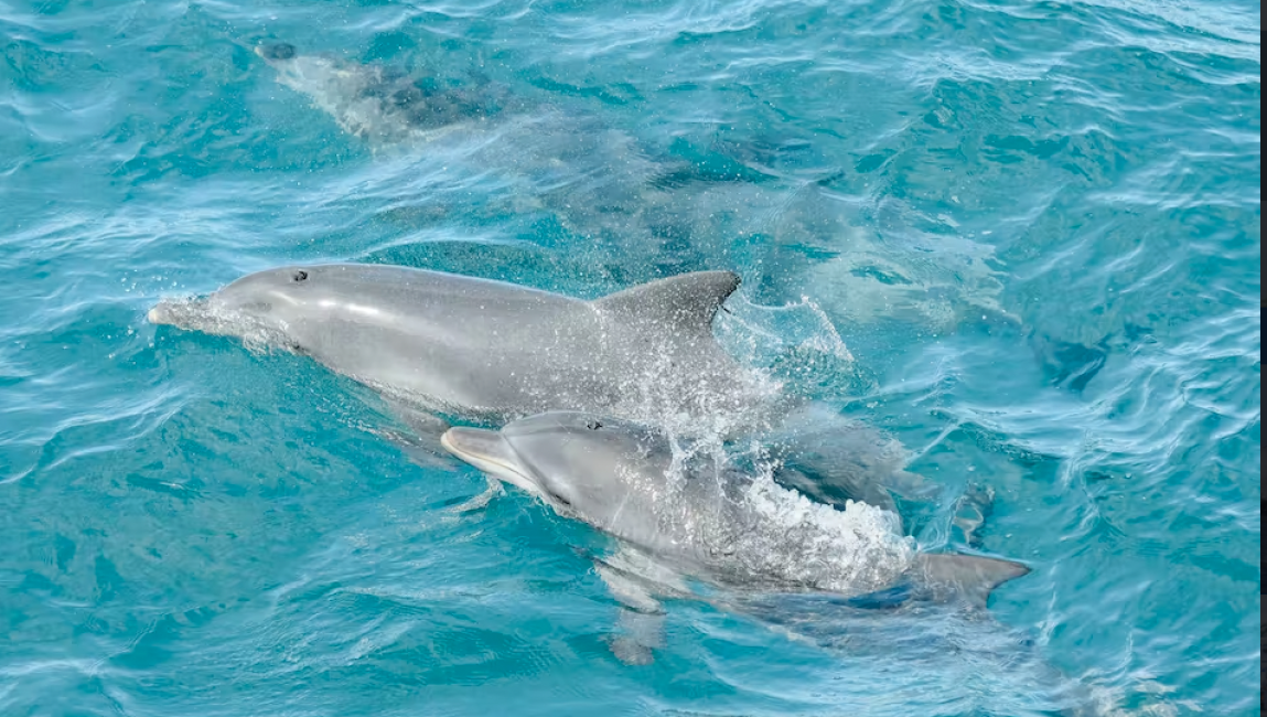 Splash and Slide Dolphin Cruise by Moonshadow Cruises | Port Stephens ...