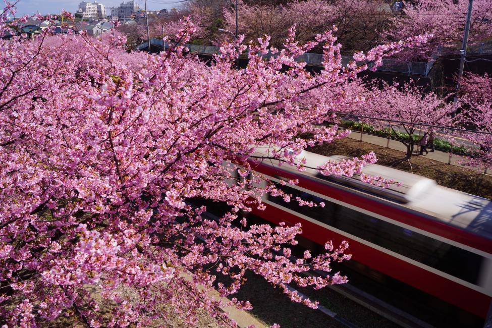 [Japan] Cherry Blossom Viewing, Plum Blossom Viewing, Rapeseed Blossom ...