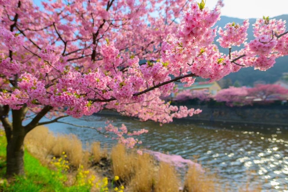[Japan] Cherry Blossom Viewing, Plum Blossom Viewing, Rapeseed Blossom ...