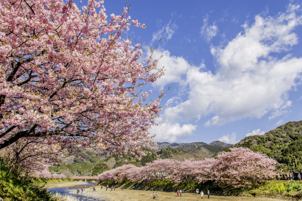 [Japan] Cherry Blossom Viewing, Plum Blossom Viewing, Rapeseed Blossom ...